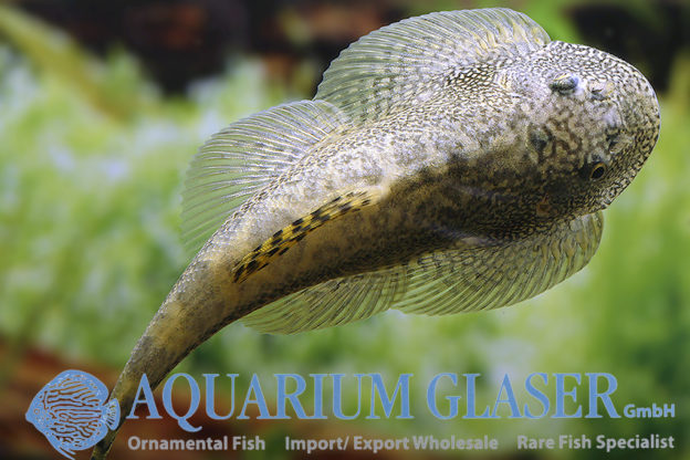 Sewellia "breviventralis" - Aquarium Glaser GmbH