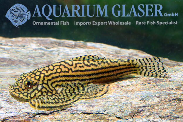 Sewellia lineolata - Aquarium Glaser GmbH