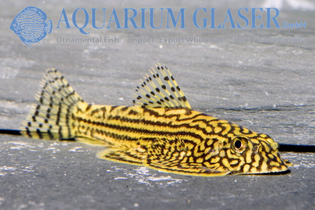 Sewellia lineolata - Aquarium Glaser GmbH