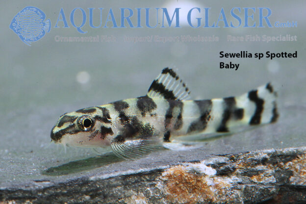 Sewellia sp. Spotted (SEW01) - Aquarium Glaser GmbH