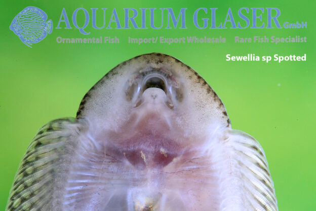 Sewellia sp. Spotted (SEW01) - Aquarium Glaser GmbH