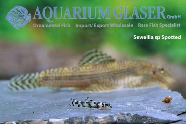 Sewellia sp. Spotted (SEW01) - Aquarium Glaser GmbH