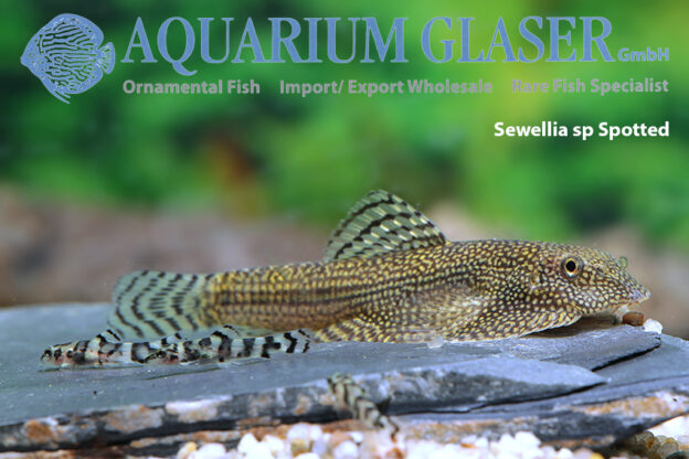 Sewellia sp. Spotted (SEW01) - Aquarium Glaser GmbH