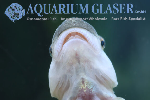 Sicyopterus microcephalus (incorrectly imported as S. longifilis ...