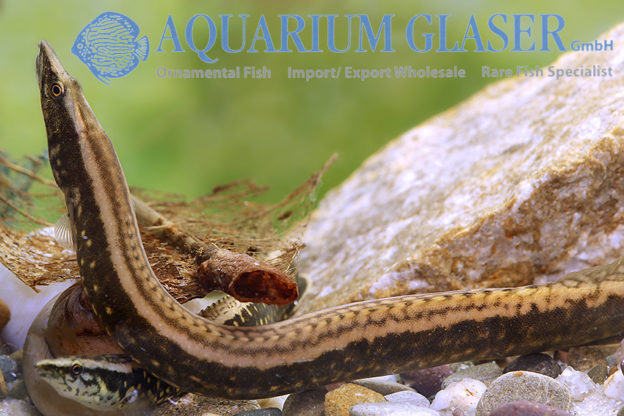 22. Spiny eels - Aquarium Glaser GmbH