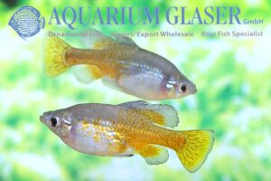 Skiffia francesae - Aquarium Glaser GmbH