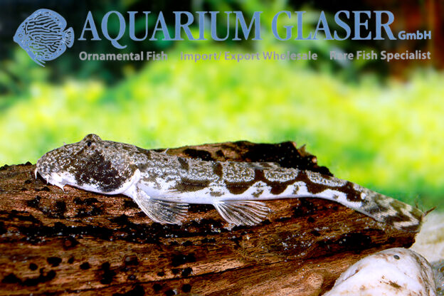 Canthophrys gongota ( = Somileptus gongota) - Aquarium Glaser GmbH