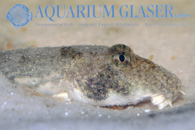 Canthophrys gongota ( = Somileptus gongota) - Aquarium Glaser GmbH
