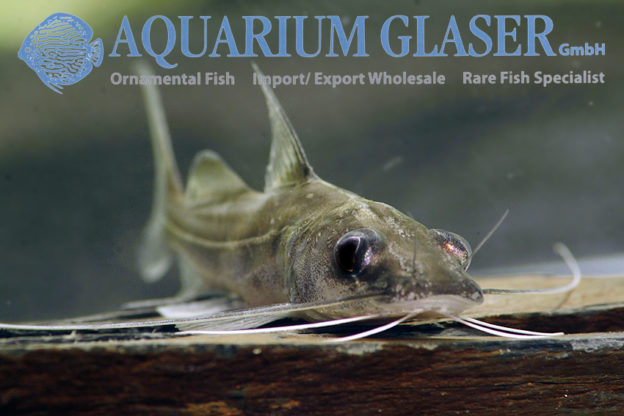 Aorichthys - Aquarium Glaser GmbH