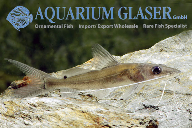 Aorichthys - Aquarium Glaser GmbH