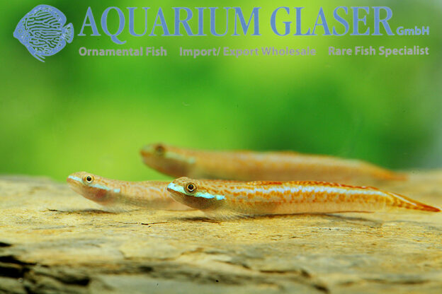 Stiphodon annieae - Aquarium Glaser GmbH