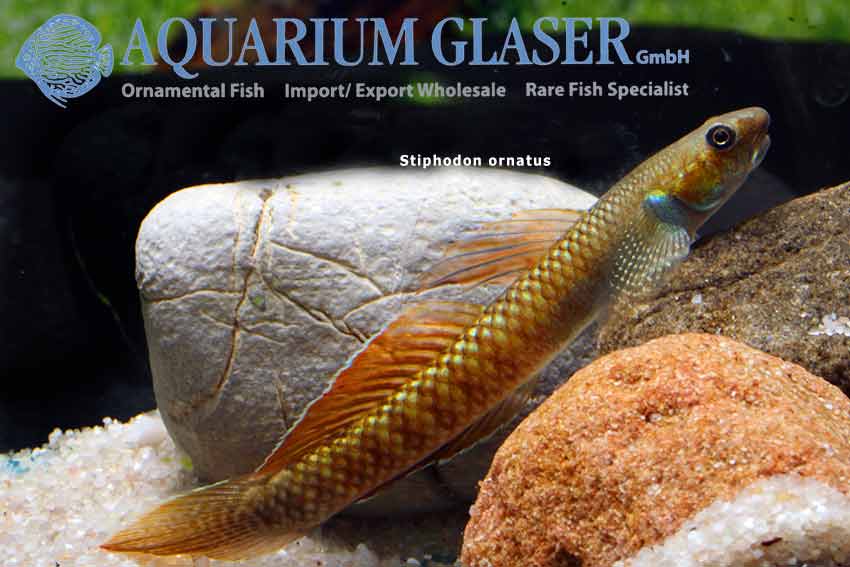 Wonderful Neon gobies arrived - Aquarium Glaser GmbH