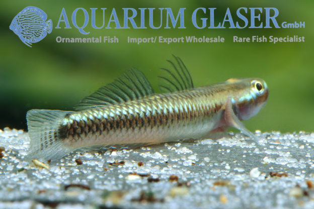 Stiphodon atropurpureus - Aquarium Glaser GmbH