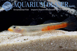 Sicyopus rubicundus - Aquarium Glaser GmbH