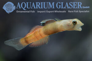 Sicyopus zosterophorus - Aquarium Glaser GmbH