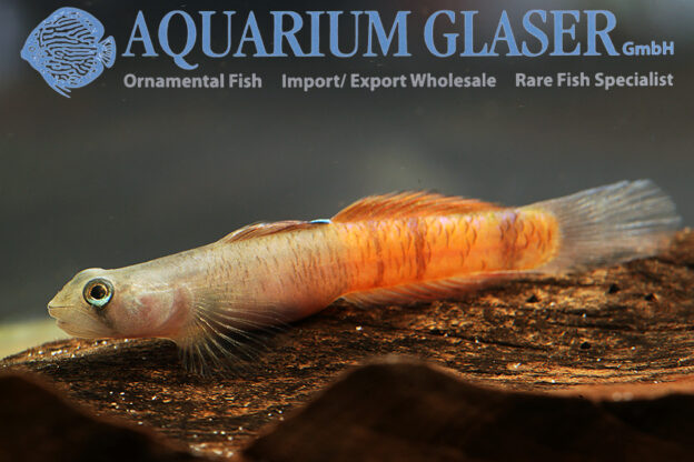 Sicyopus zosterophorus - Aquarium Glaser GmbH