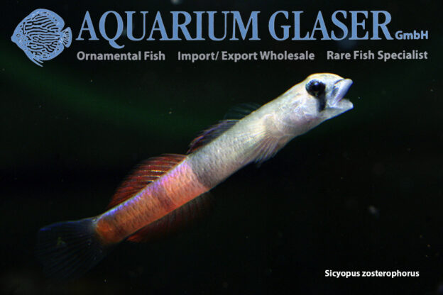 Sicyopus rubicundus - Aquarium Glaser GmbH