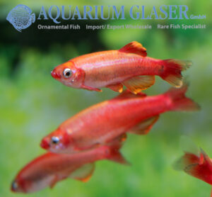 Tanichthys albonubes Gold-Red - Aquarium Glaser GmbH