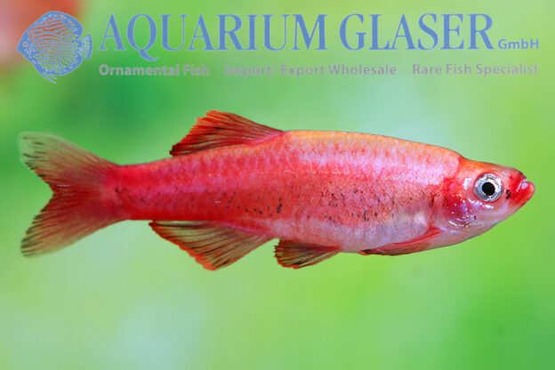 Tanichthys albonubes Gold-Red - Aquarium Glaser GmbH