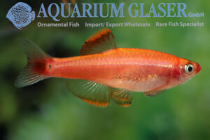 Tanichthys albonubes Gold-Red - Aquarium Glaser GmbH