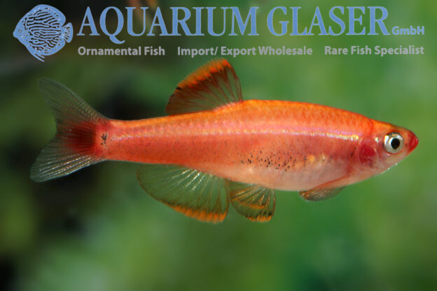 Tanichthys albonubes Gold-Red - Aquarium Glaser GmbH