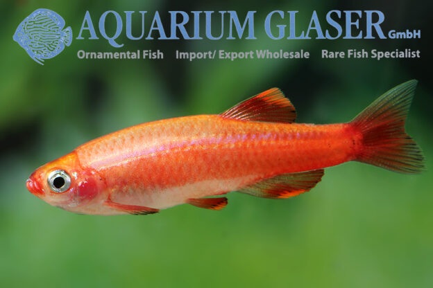 Tanichthys albonubes Gold-Red - Aquarium Glaser GmbH
