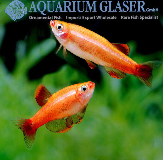 Tanichthys albonubes Gold-Red - Aquarium Glaser GmbH