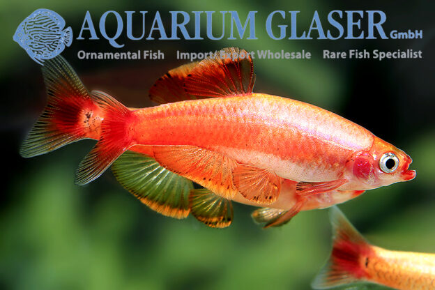 Tanichthys albonubes Gold-Red - Aquarium Glaser GmbH