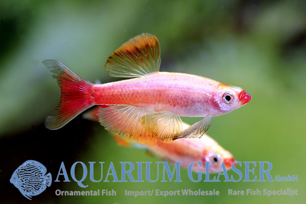Tanichthys - Aquarium Glaser GmbH