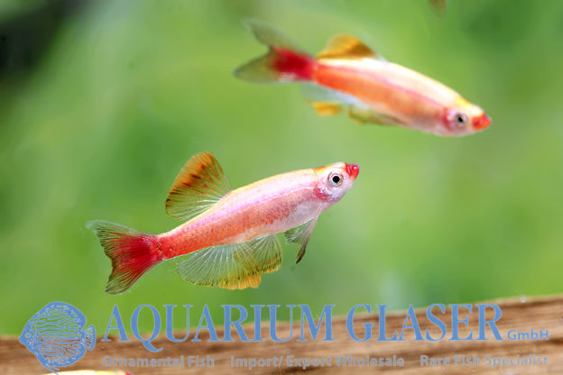 Tanichthys - Aquarium Glaser GmbH
