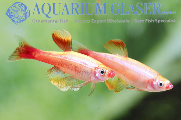 Tanichthys „Gold Longfin“ - Aquarium Glaser GmbH