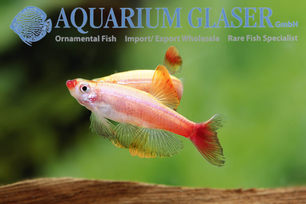 Tanichthys - Aquarium Glaser GmbH