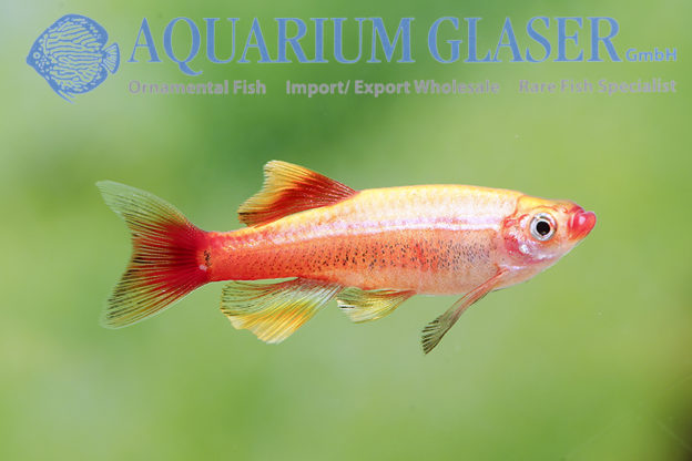 Tanichthys "Gold Longfin“ - Aquarium Glaser GmbH