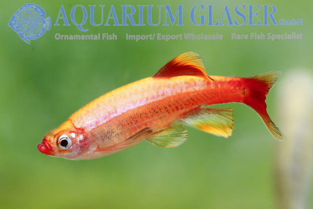 Tanichthys - Aquarium Glaser GmbH