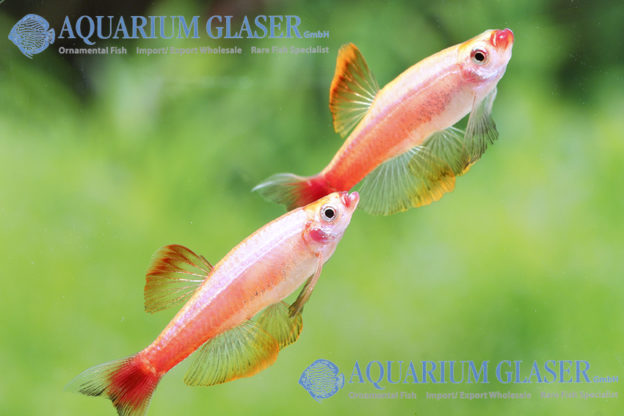 Tanichthys "Gold Longfin“ - Aquarium Glaser GmbH
