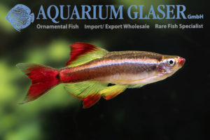 Tanichthys breeding form linni veiltail XXL - Aquarium Glaser GmbH