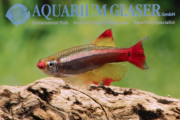 Tanichthys - Aquarium Glaser GmbH