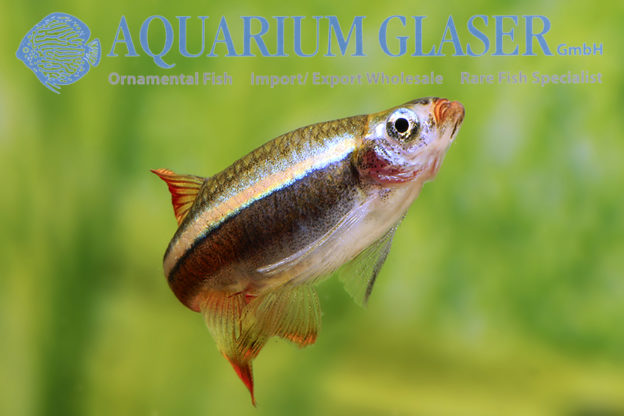 Tanichthys breeding form linni veiltail XXL - Aquarium Glaser GmbH