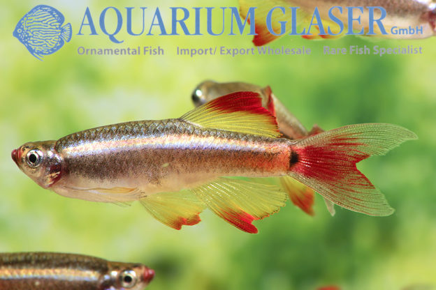 Tanichthys - Aquarium Glaser GmbH