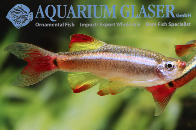 Tanichthys - Aquarium Glaser GmbH