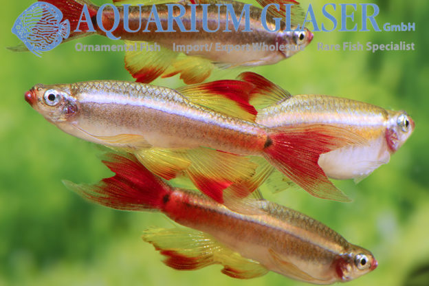 Tanichthys - Aquarium Glaser GmbH