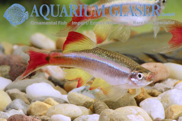 Tanichthys breeding form linni veiltail XXL - Aquarium Glaser GmbH
