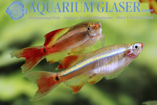 Tanichthys - Aquarium Glaser GmbH