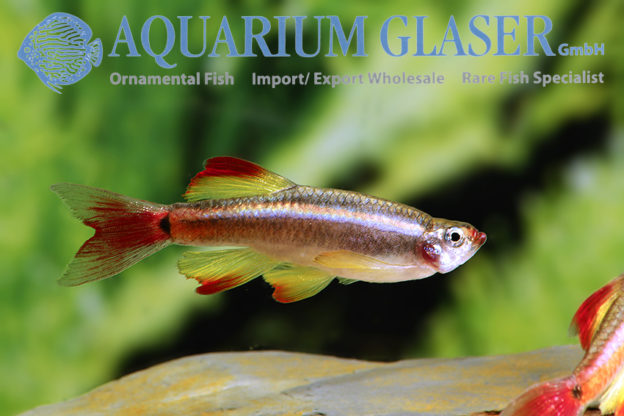Tanichthys - Aquarium Glaser GmbH