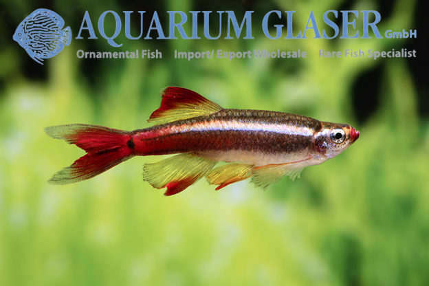 Tanichthys breeding form linni veiltail XXL - Aquarium Glaser GmbH