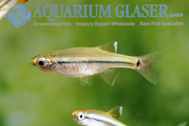 Tanichthys micagemmae - Aquarium Glaser GmbH
