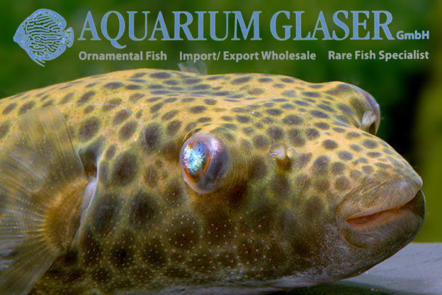 Pao abei (formerly: Tetraodon or Monotrete abei) - Aquarium Glaser GmbH