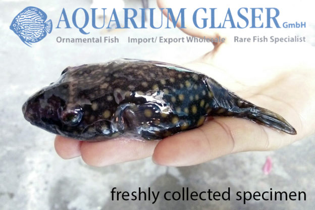 Pao abei (formerly: Tetraodon or Monotrete abei) - Aquarium Glaser GmbH