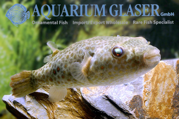Pao abei (formerly: Tetraodon or Monotrete abei) - Aquarium Glaser GmbH