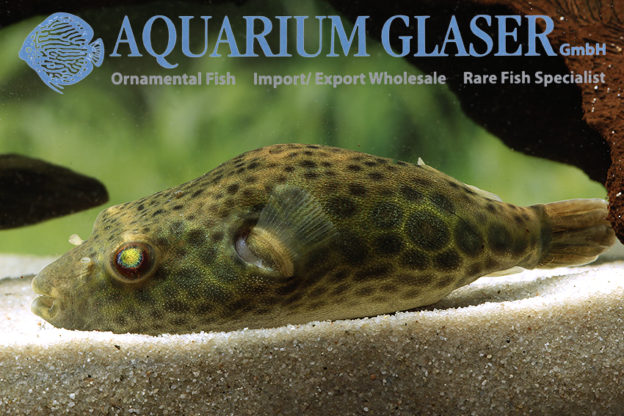 Pao abei (formerly Tetraodon abei) - Aquarium Glaser GmbH